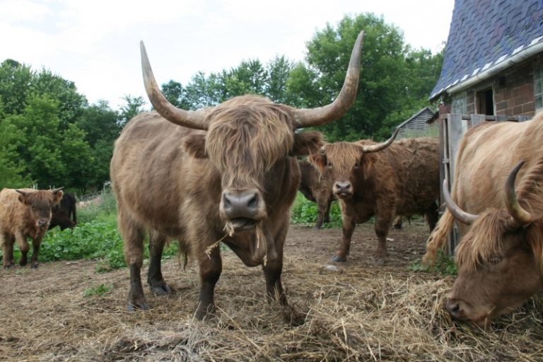 Breed Diversity and Results of Inbreeding - Countryside